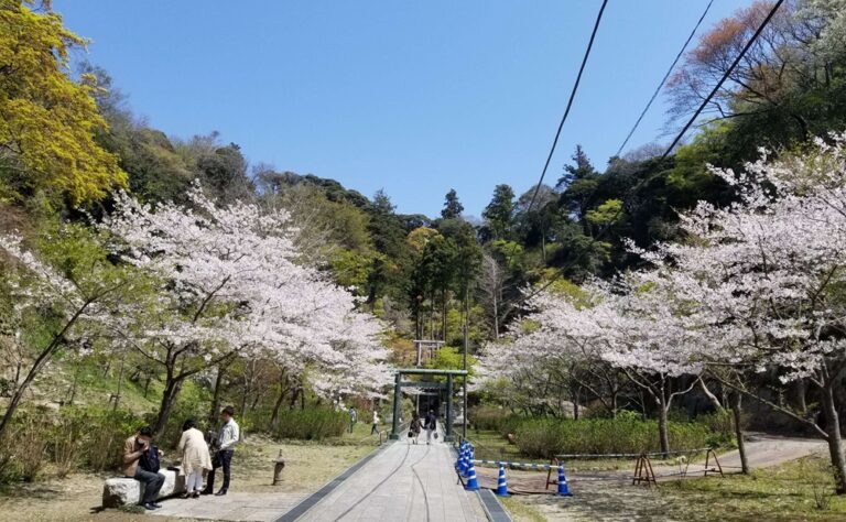 2026年 鎌倉の桜 どこで見る？ ｜エリア別の名所とおすすめ散策コースを写真付きで紹介 - 鎌倉のまつりは何時から何時まで？ 開催時間ナビ