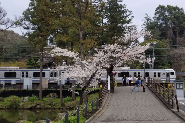 2026年 鎌倉の桜 どこで見る？ ｜エリア別の名所とおすすめ散策コースを写真付きで紹介 - 鎌倉のまつりは何時から何時まで？ 開催時間ナビ