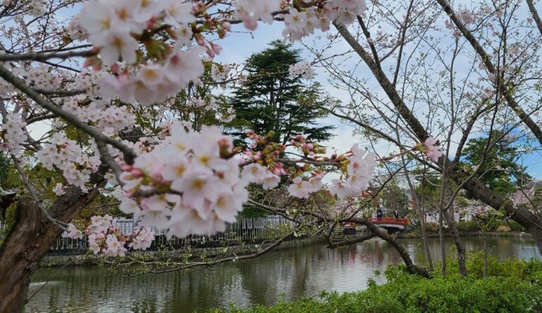 2026年 鎌倉の桜 どこで見る？ ｜エリア別の名所とおすすめ散策コースを写真付きで紹介 - 鎌倉のまつりは何時から何時まで？ 開催時間ナビ
